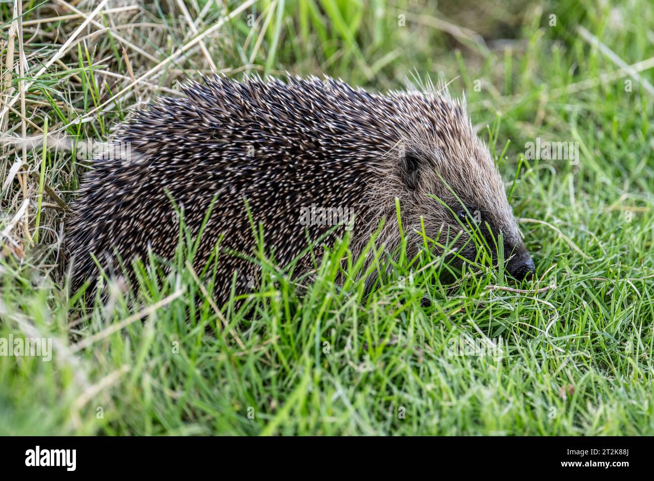 Lawn edge hi-res stock photography and images - Alamy