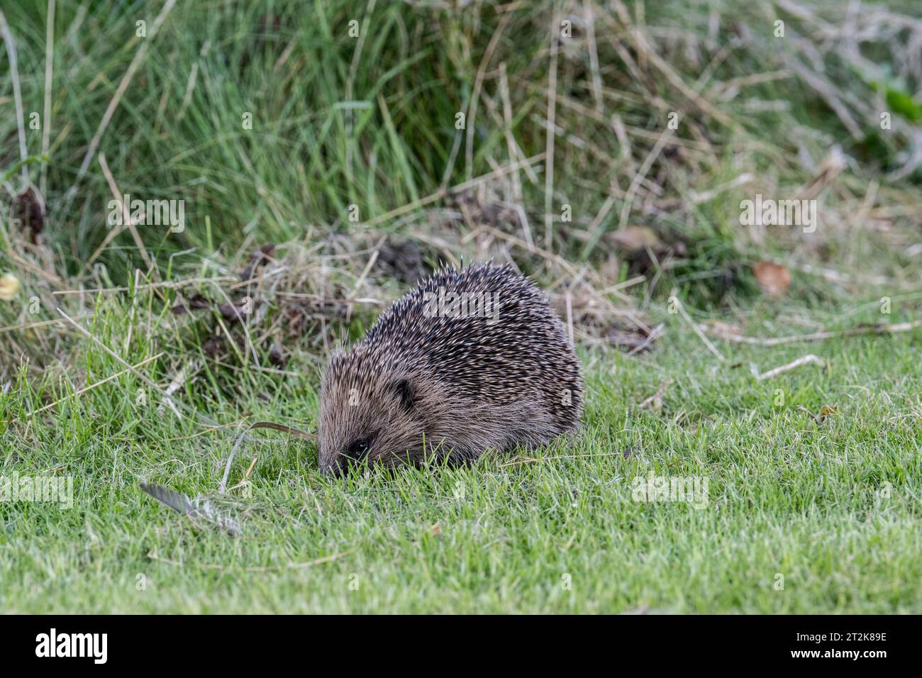 Lawn edge hi-res stock photography and images - Alamy