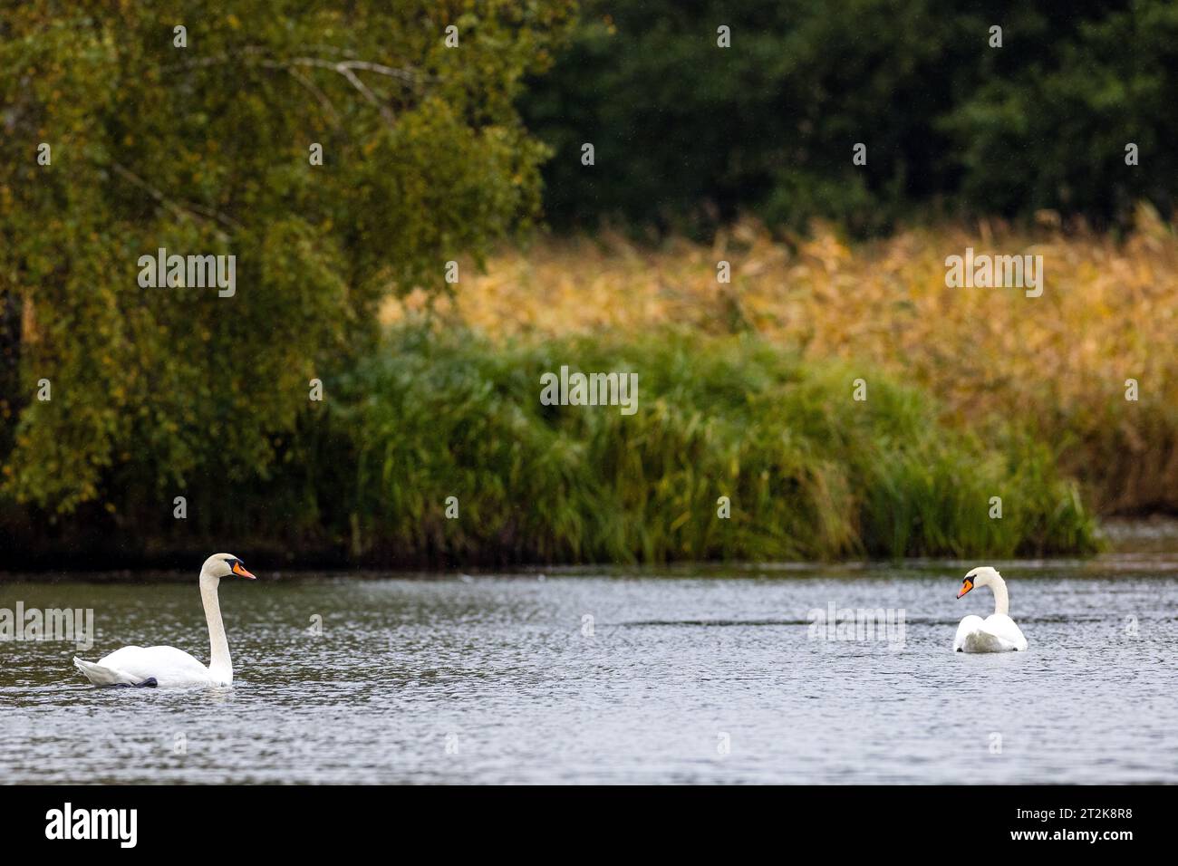 Dissen, Germany. 20th Oct, 2023. Swans swim in the rain on a pond in ...