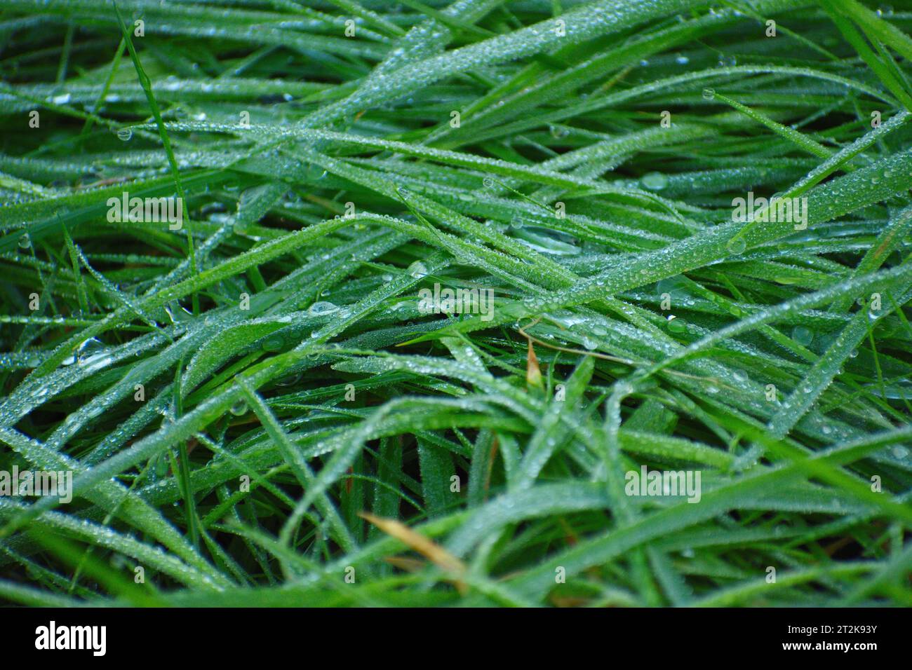 Tangled grass hi-res stock photography and images - Alamy