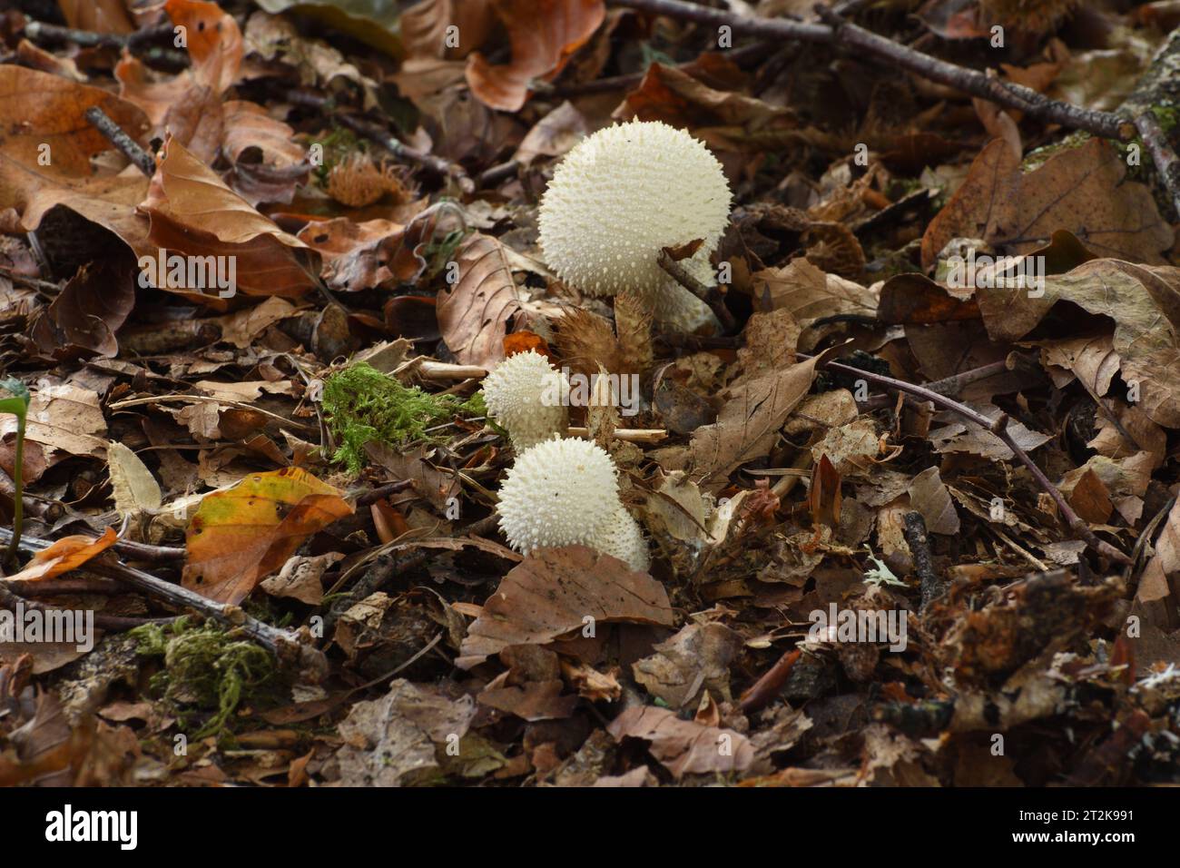 Puffball family hi-res stock photography and images - Alamy