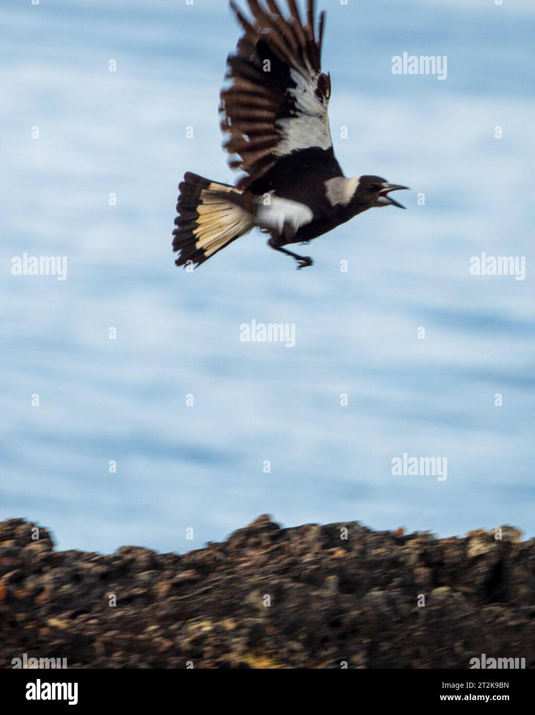 Magpie in flight near. The ocean, mouth open, swooping in, wings raised ...