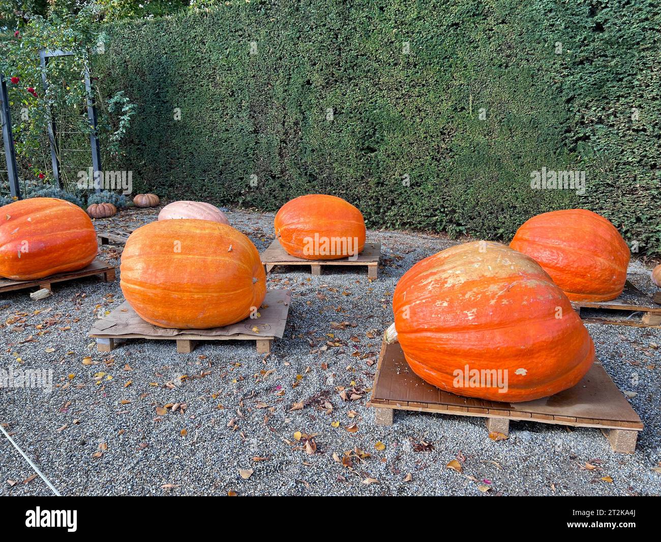 Colorful collection textured pumpkins hi-res stock photography and ...