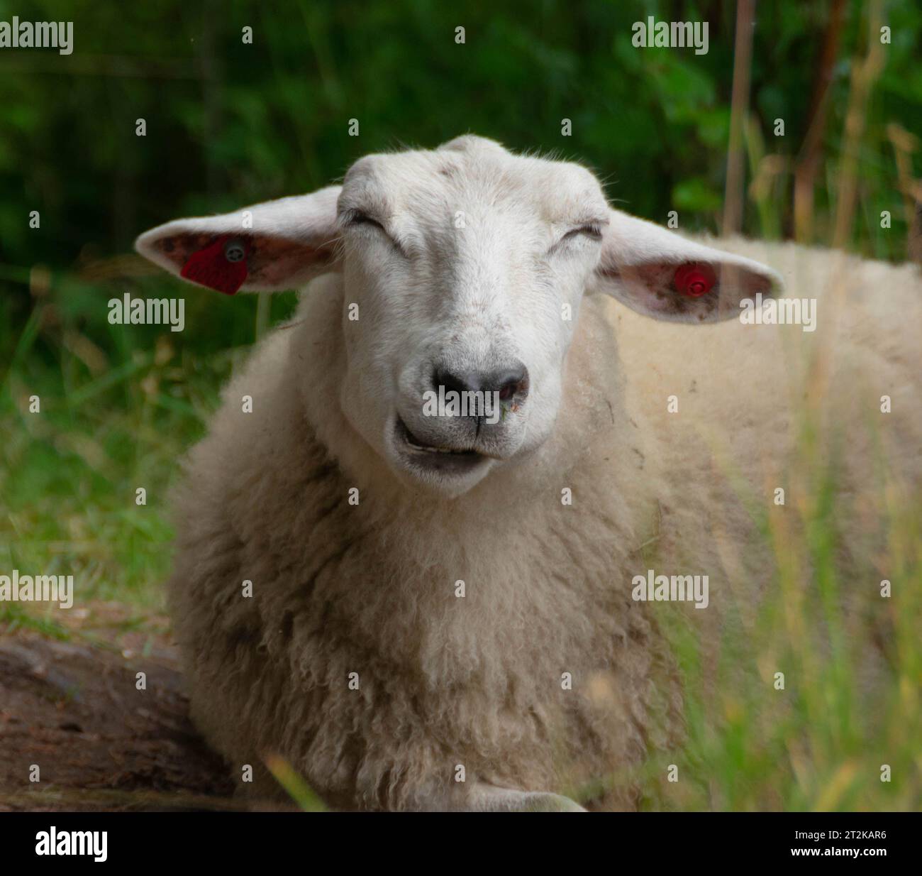 sheep chewing and making a funny face Stock Photo - Alamy