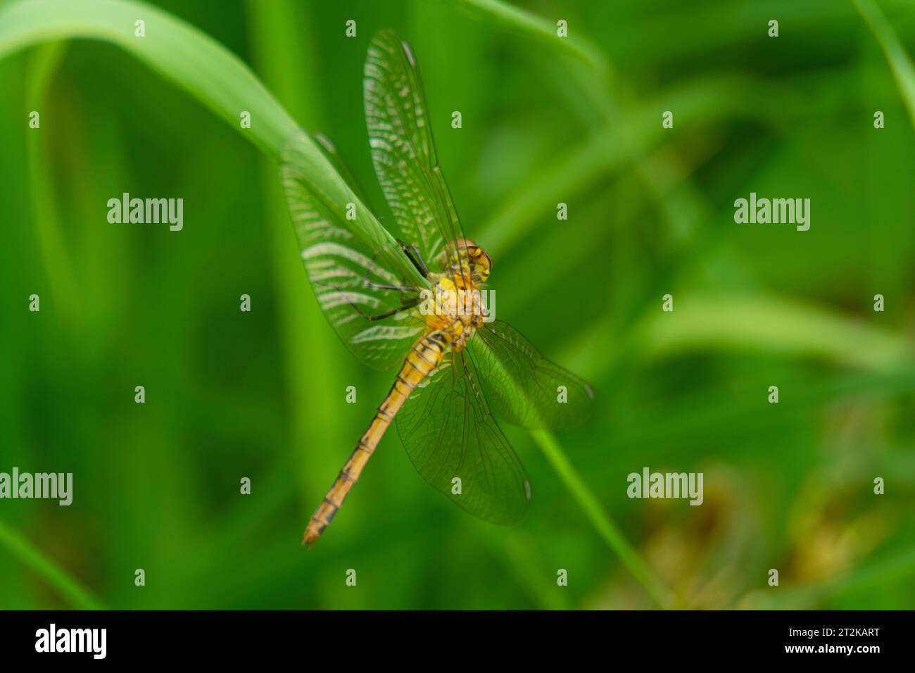 Orange ruddy darter sitting in the grass Stock Photo - Alamy