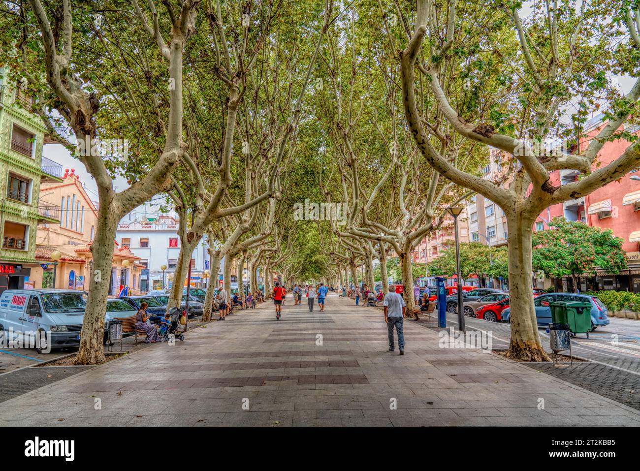 Tree lined walkway with people Oliva Spain in town centre Stock Photo ...