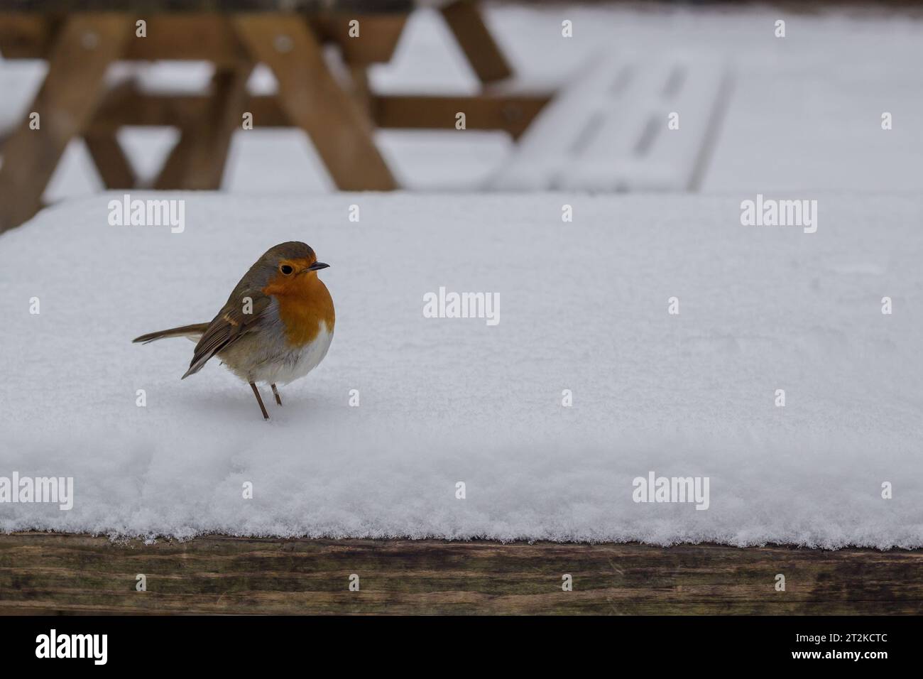 Robin winter scene hi-res stock photography and images - Alamy