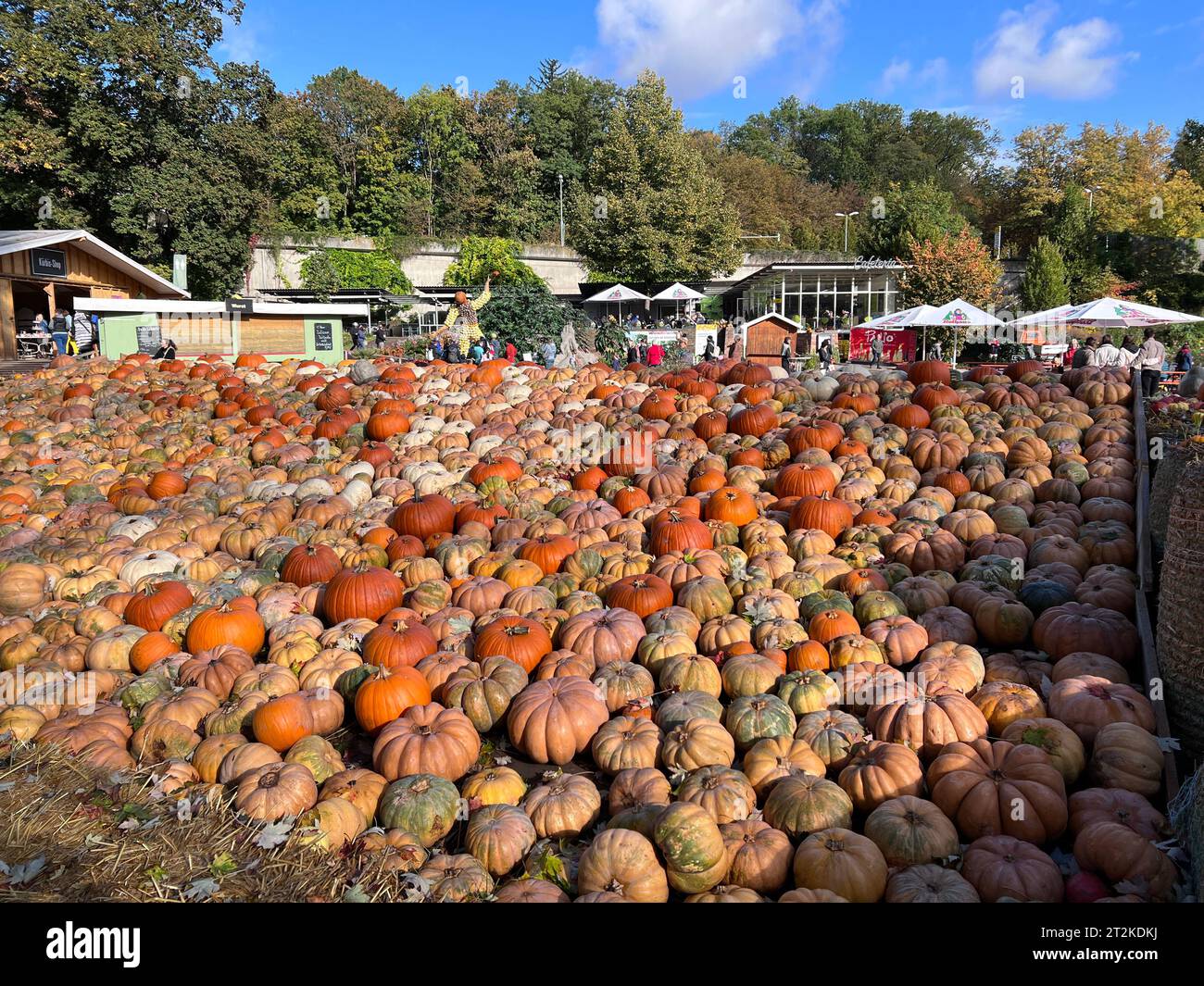 Pumpkin festival in Ludwigsburg, Germany, October 15, 2023: On August ...