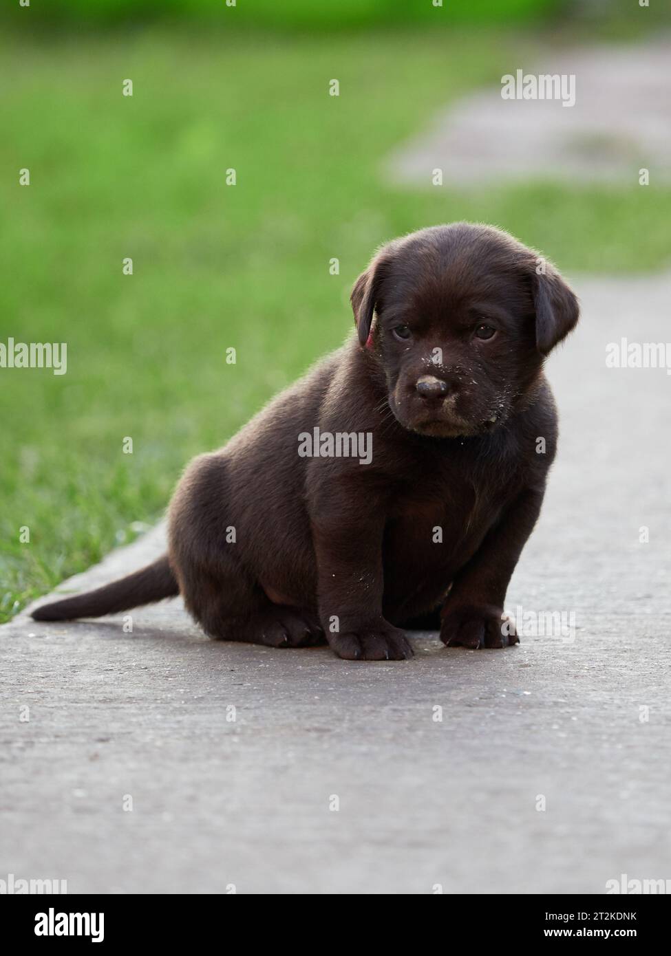 Cute little labrador exploring the surroundings Stock Photo - Alamy