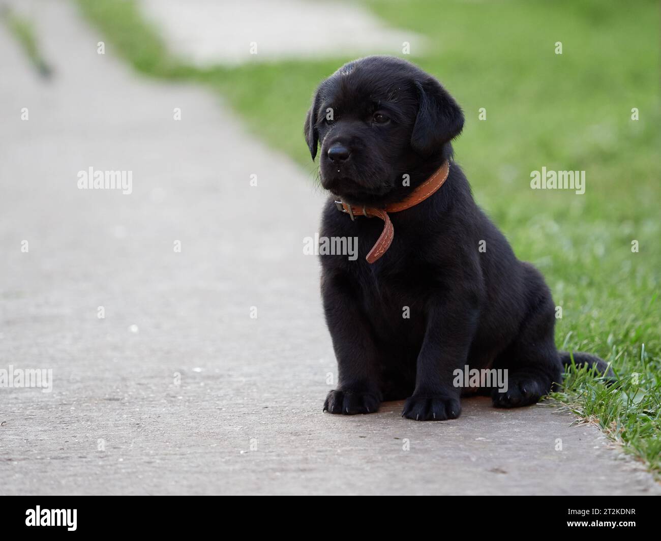 Cute little labrador Stock Photo - Alamy