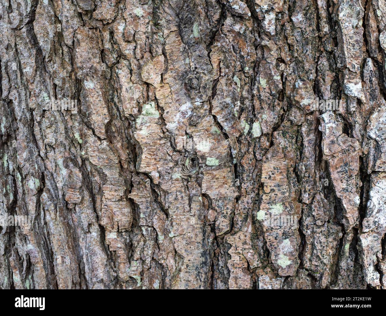 Tree trunk bark with deep fissures and lichen Stock Photo - Alamy
