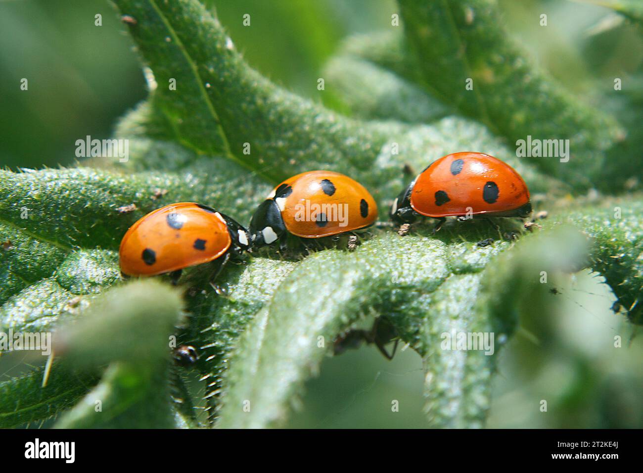 Ladybug train - 7 spot ladybugs in a long line Stock Photo - Alamy