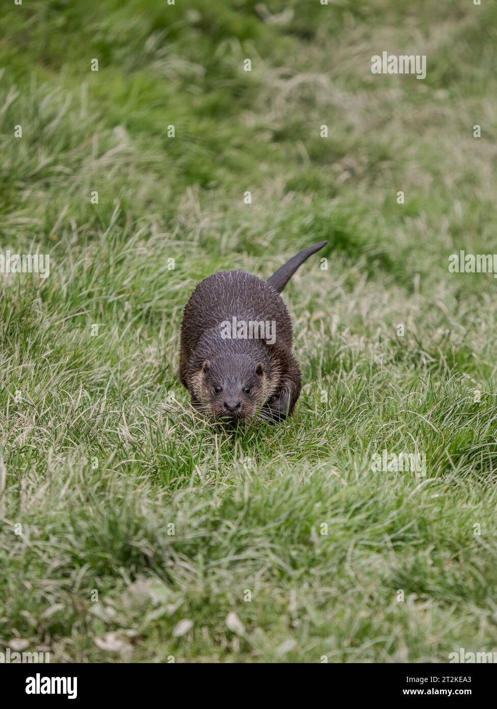 Otter Running on a Grass Bank Stock Photo - Alamy