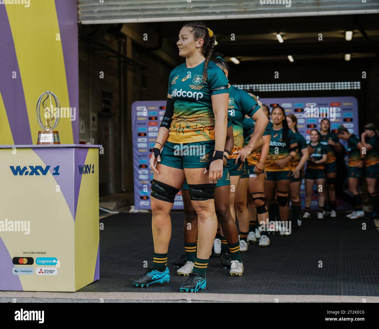 Australian wallaroos hi-res stock photography and images - Alamy