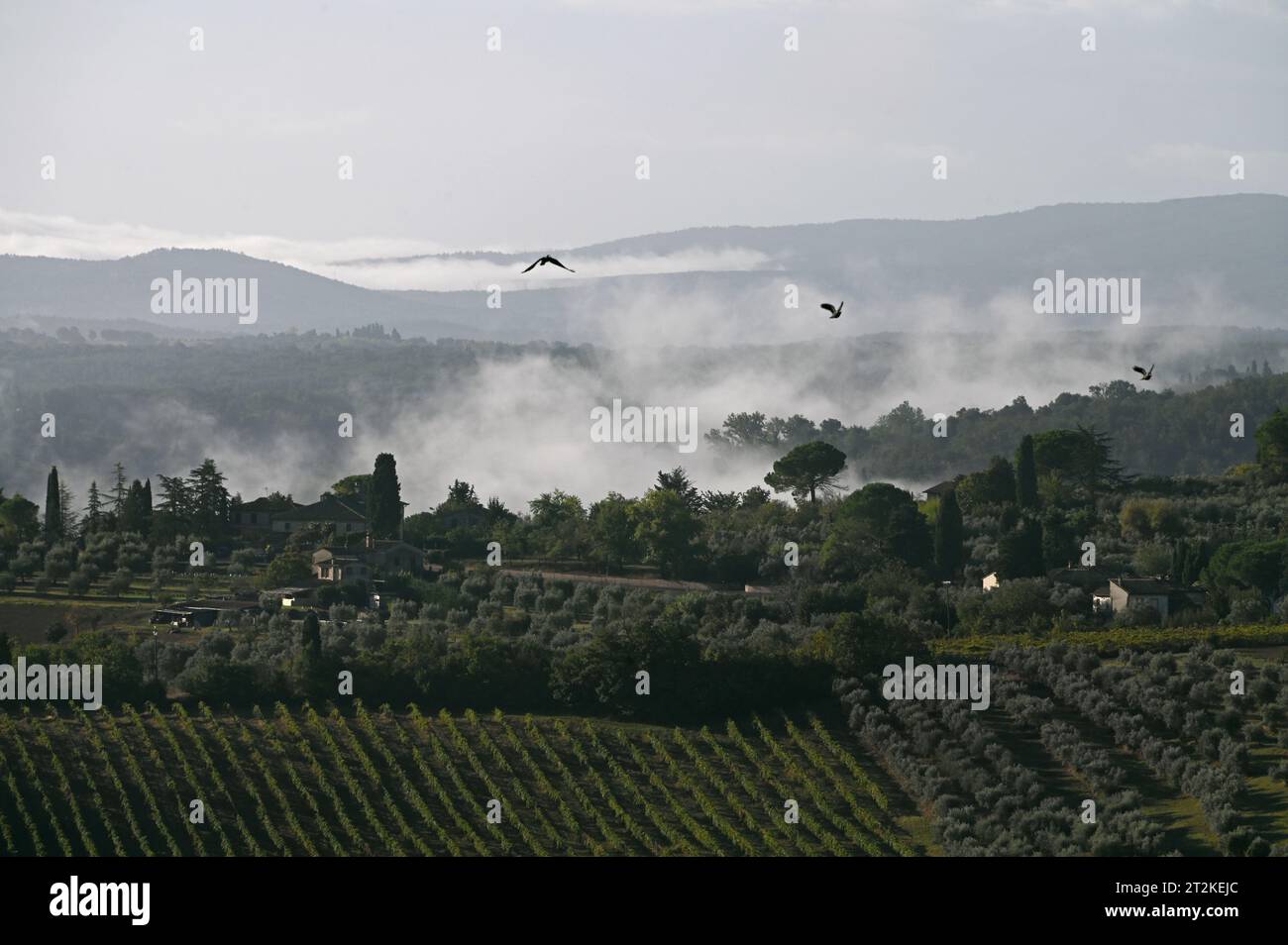 Morning mist around San Gimignano, Tuscany, Italy Stock Photo - Alamy