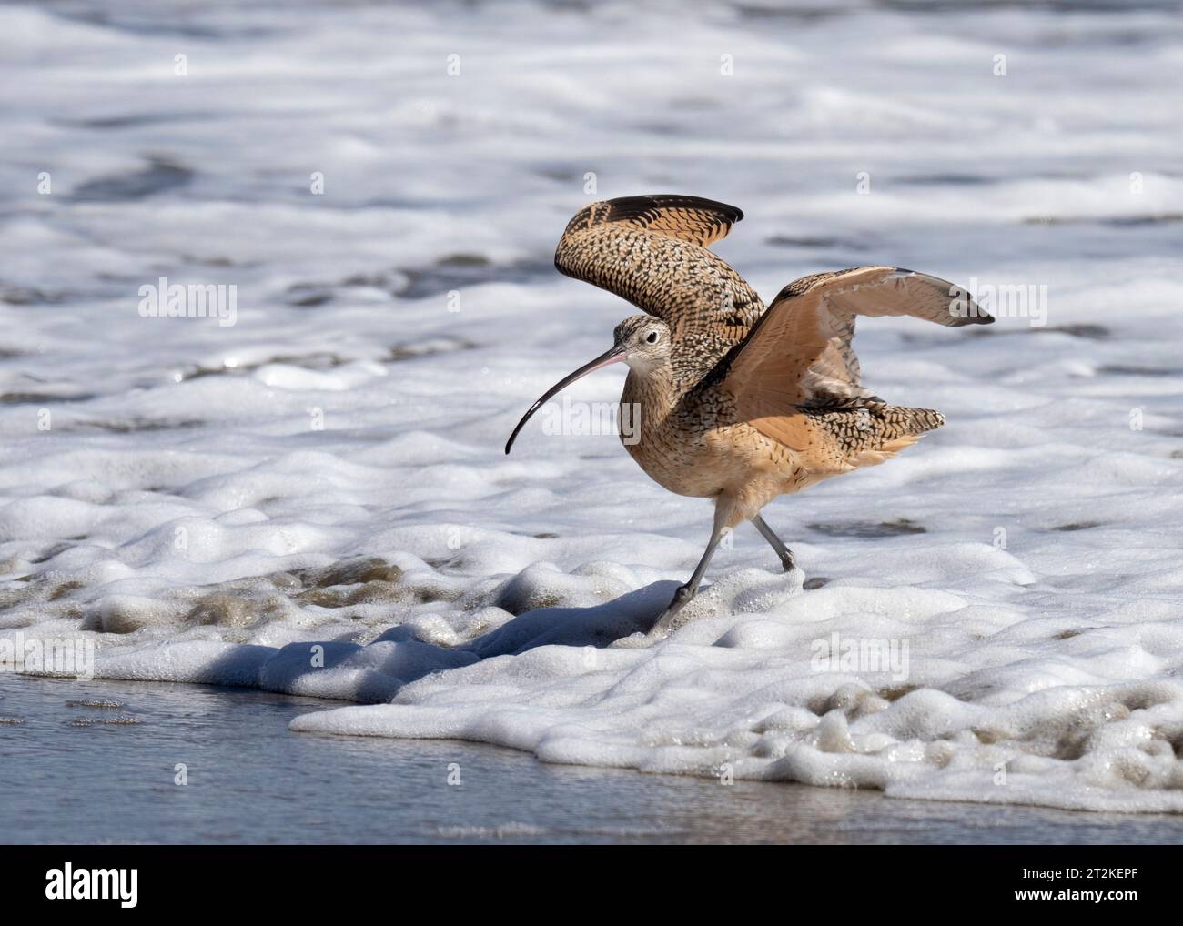 Long-billed Curlew (Numenius americanus) at Drake's Beach Point Reyes ...