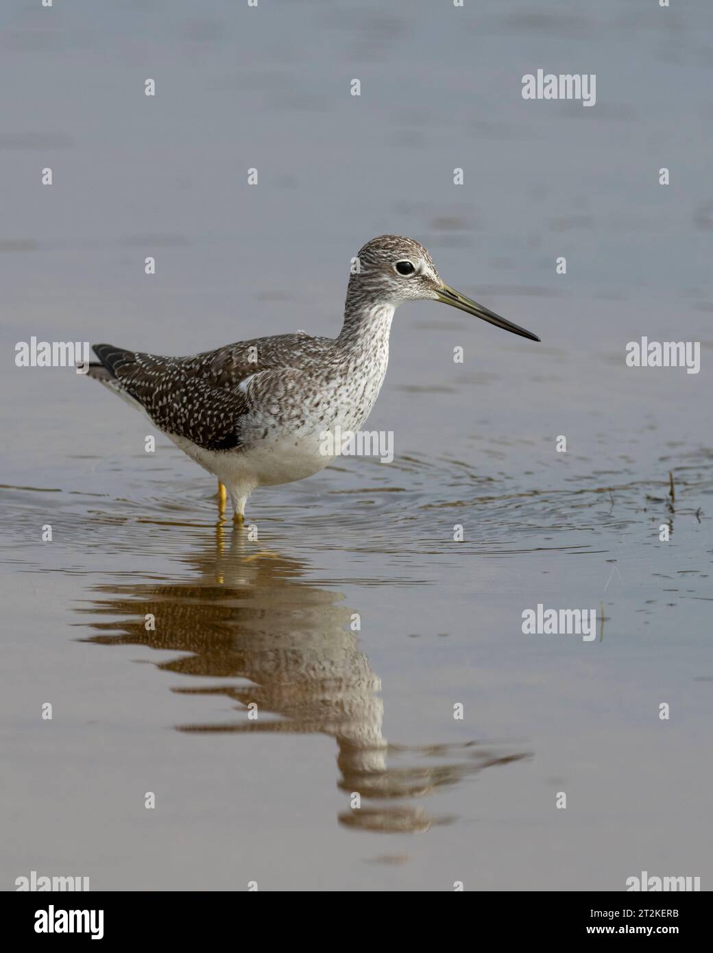 Greater Yellowlegs (Tringa melanoleuca) foraging at Abbotts Lagoon ...