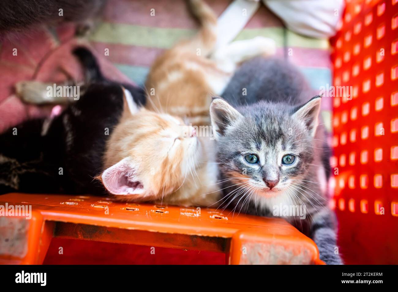 Paws container hi-res stock photography and images - Alamy