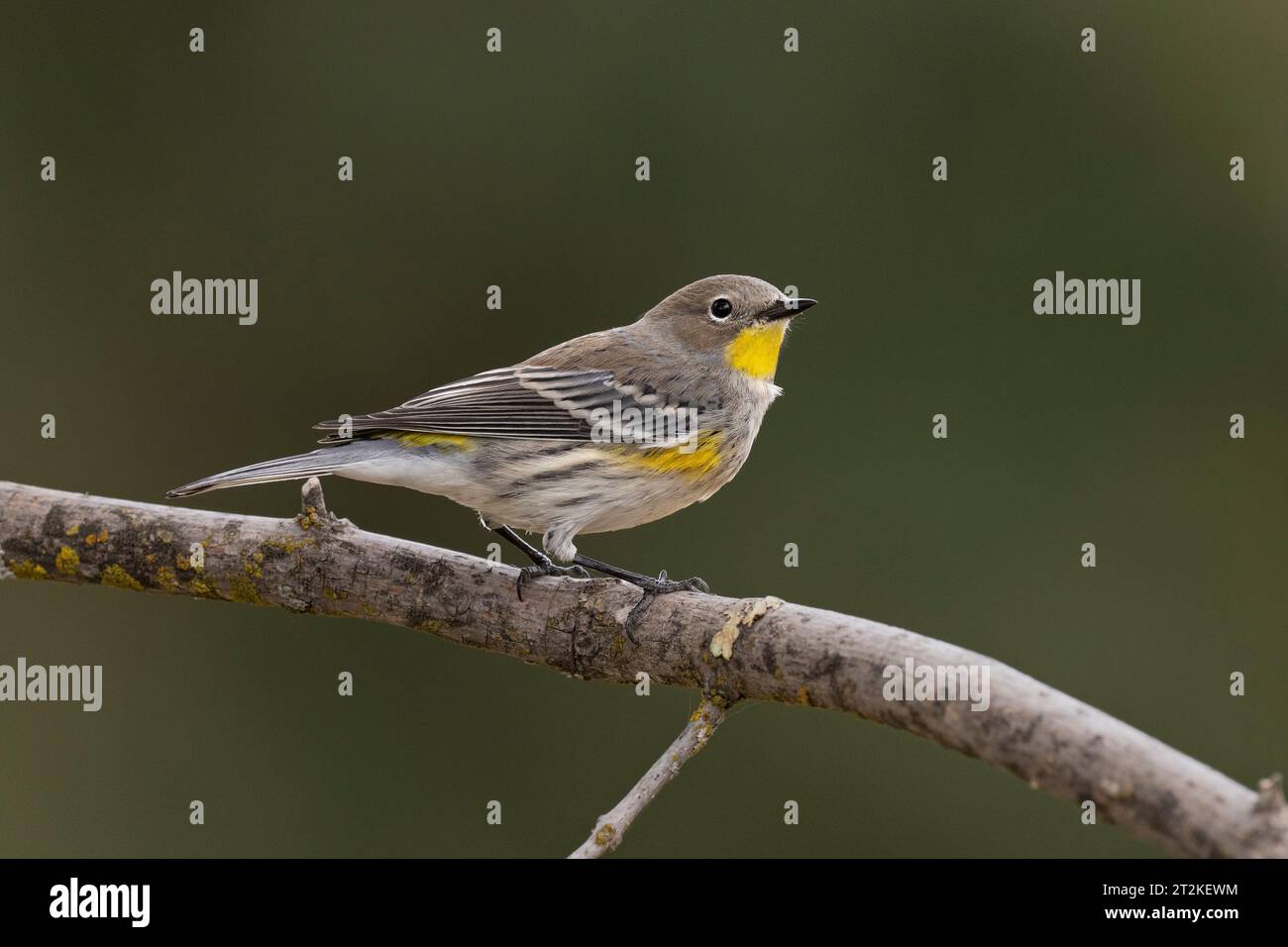 Ssp coronata hi-res stock photography and images - Alamy