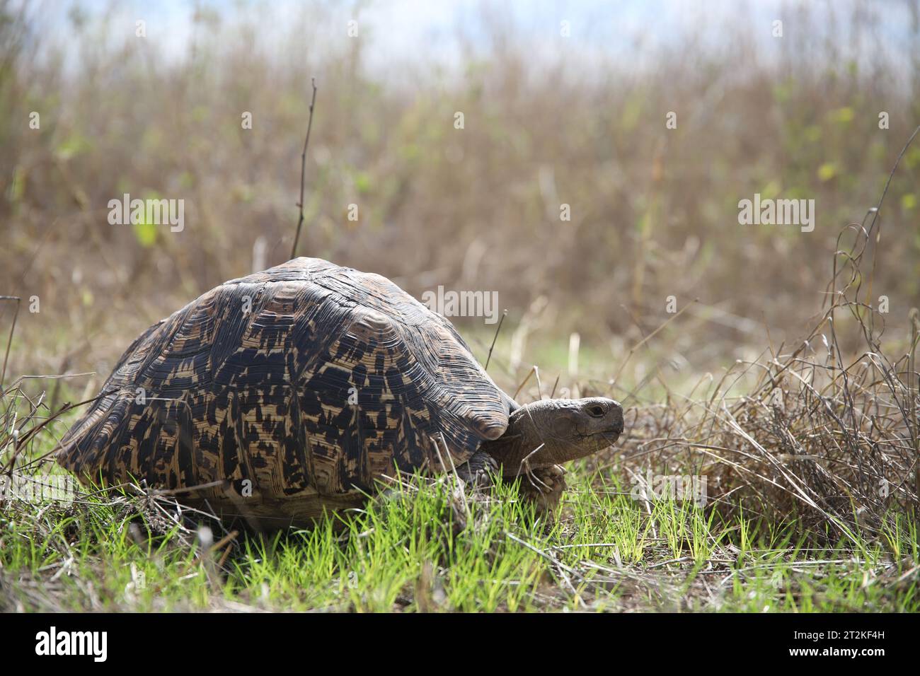 Leopard tortoise kenya hi-res stock photography and images - Alamy