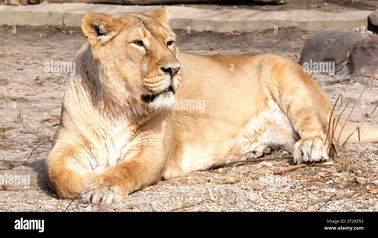 The lioness lies and rests in the sun. Wildlife concept, animal ...