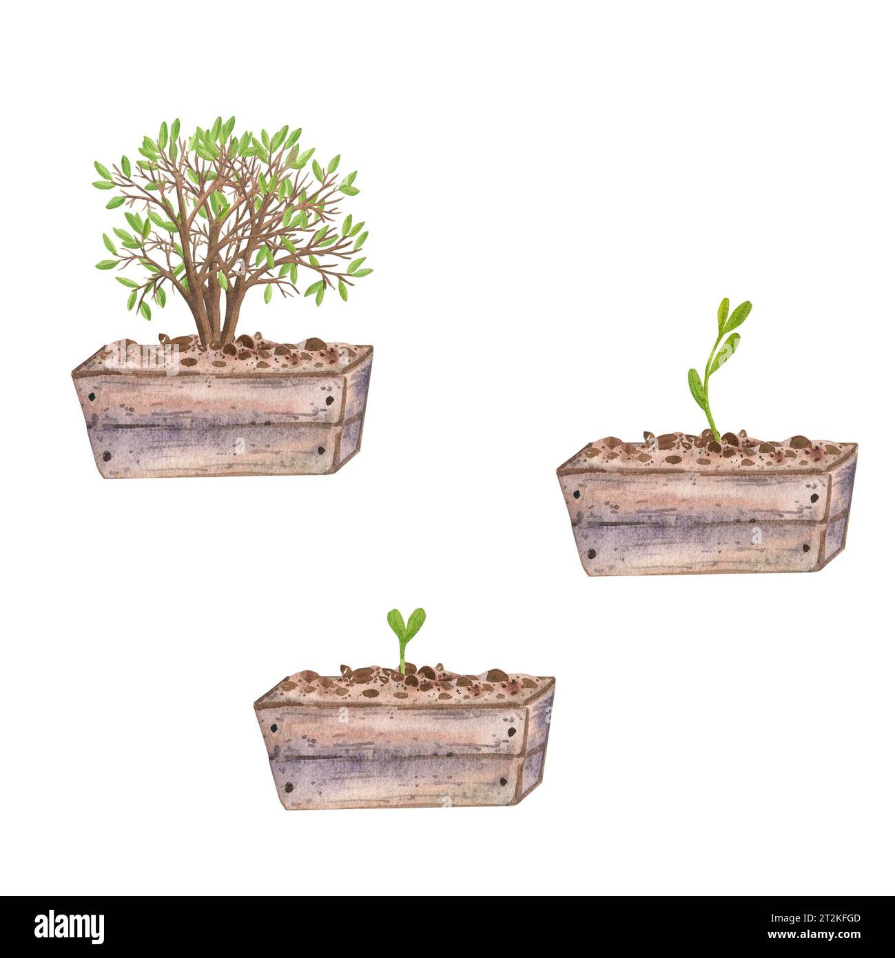 A set of compositions with wooden planters and sprouts at different ...