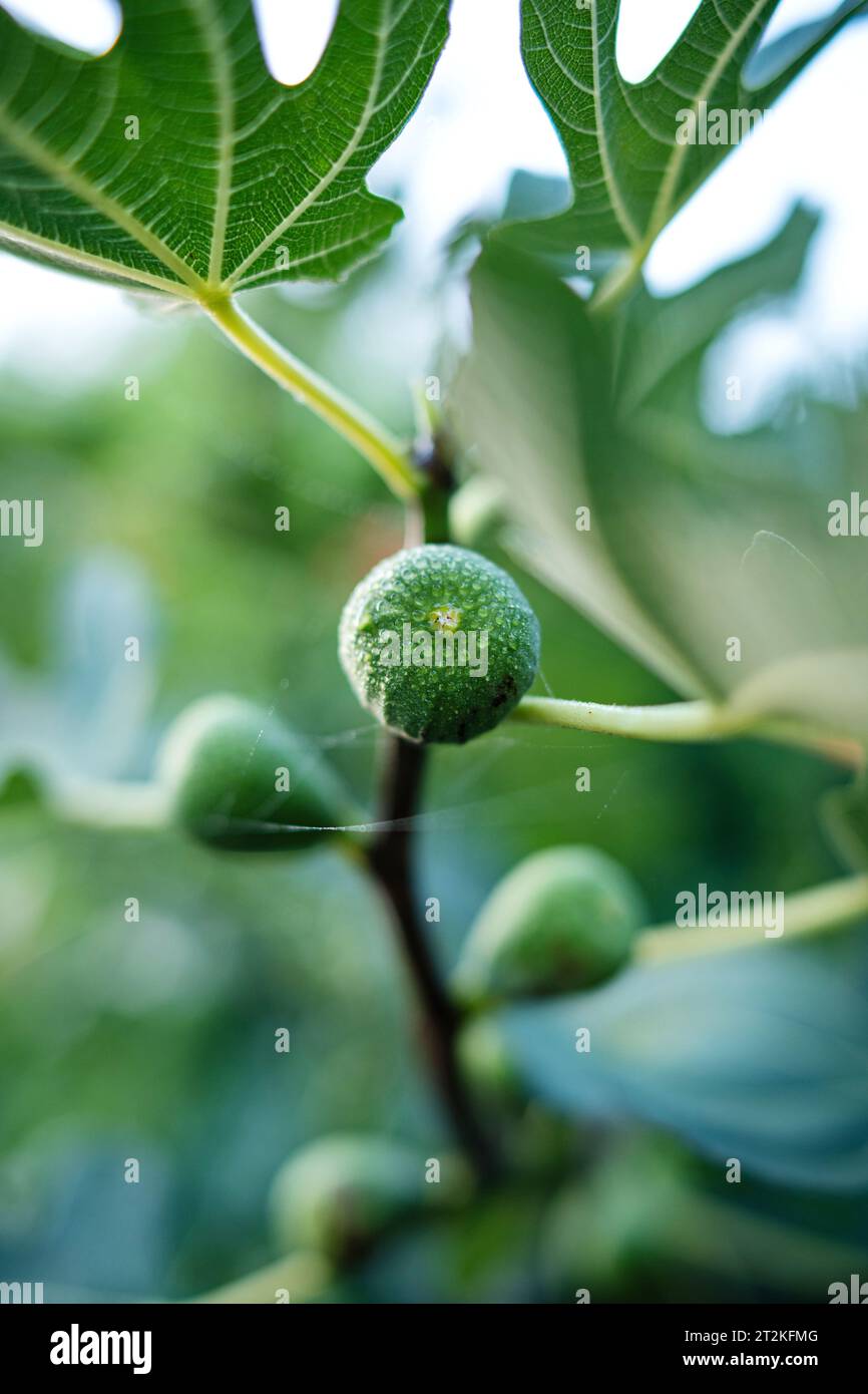 Green unripe fig fruit on a fig-tree branch with green leaves. Close up ...