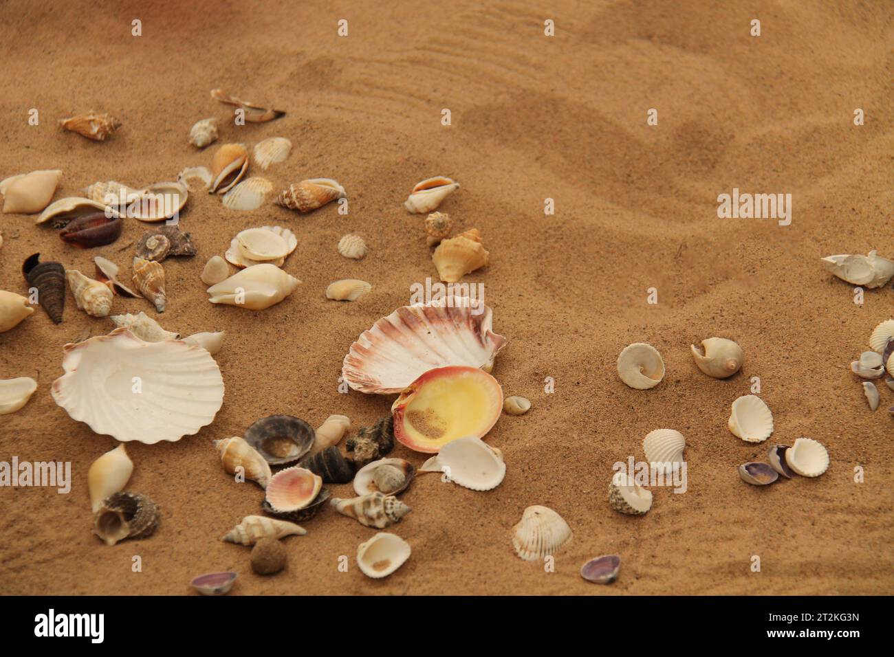 Collection of shells hi-res stock photography and images - Alamy