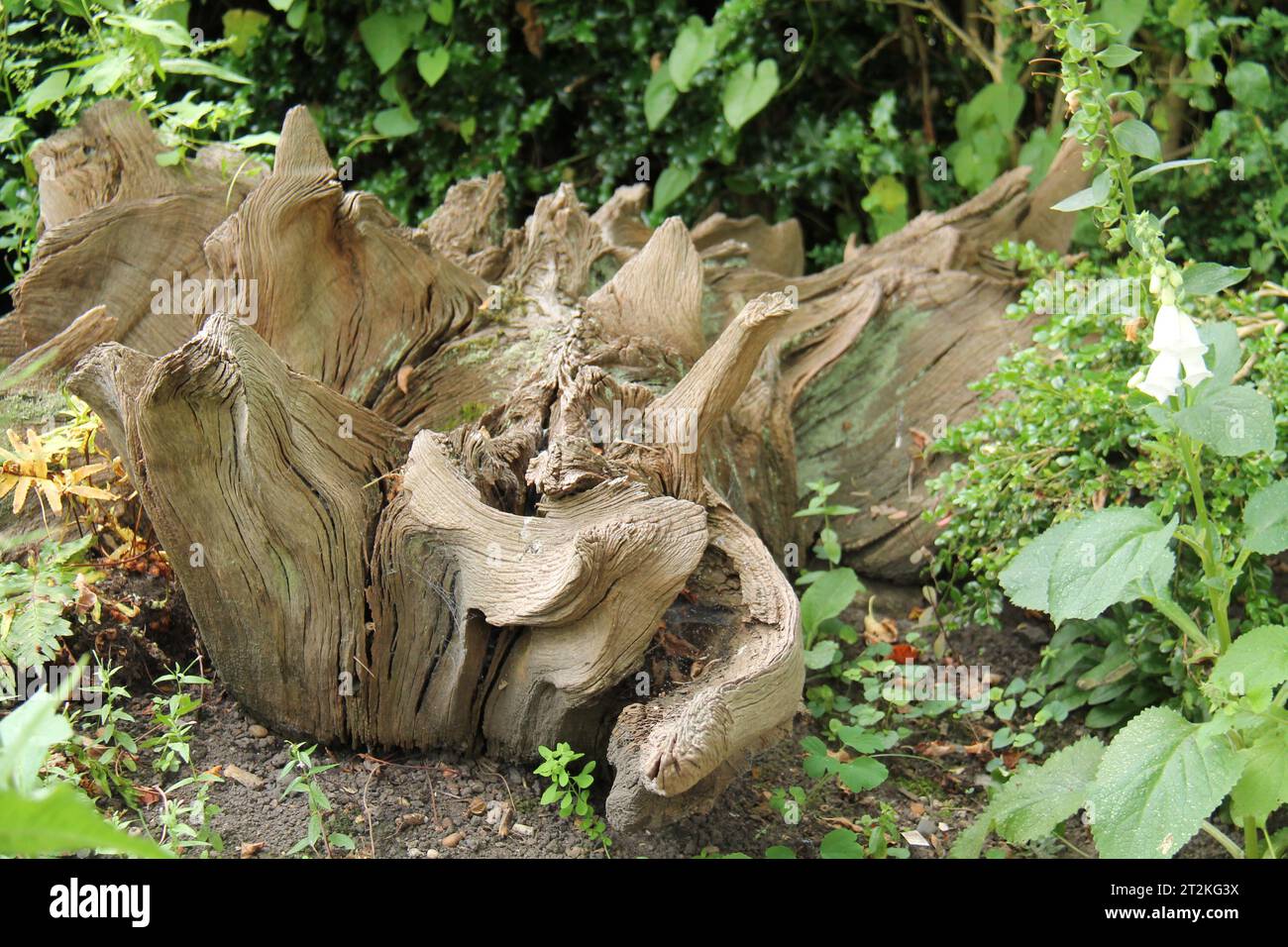 Stumpery hi-res stock photography and images - Alamy