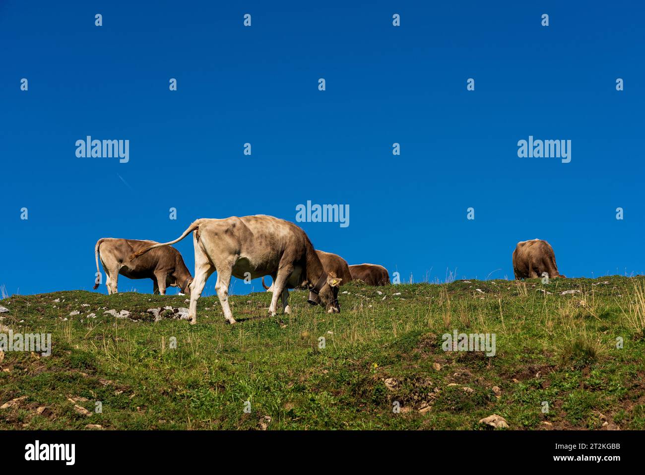 Brown swiss cattle grazing switzerland hi-res stock photography and ...