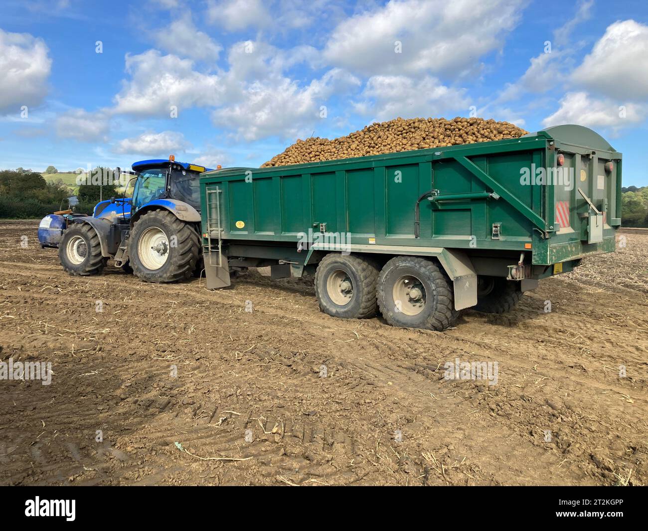 Tractor pulling trailer loaded with freshly harvested potatoes leaving ...
