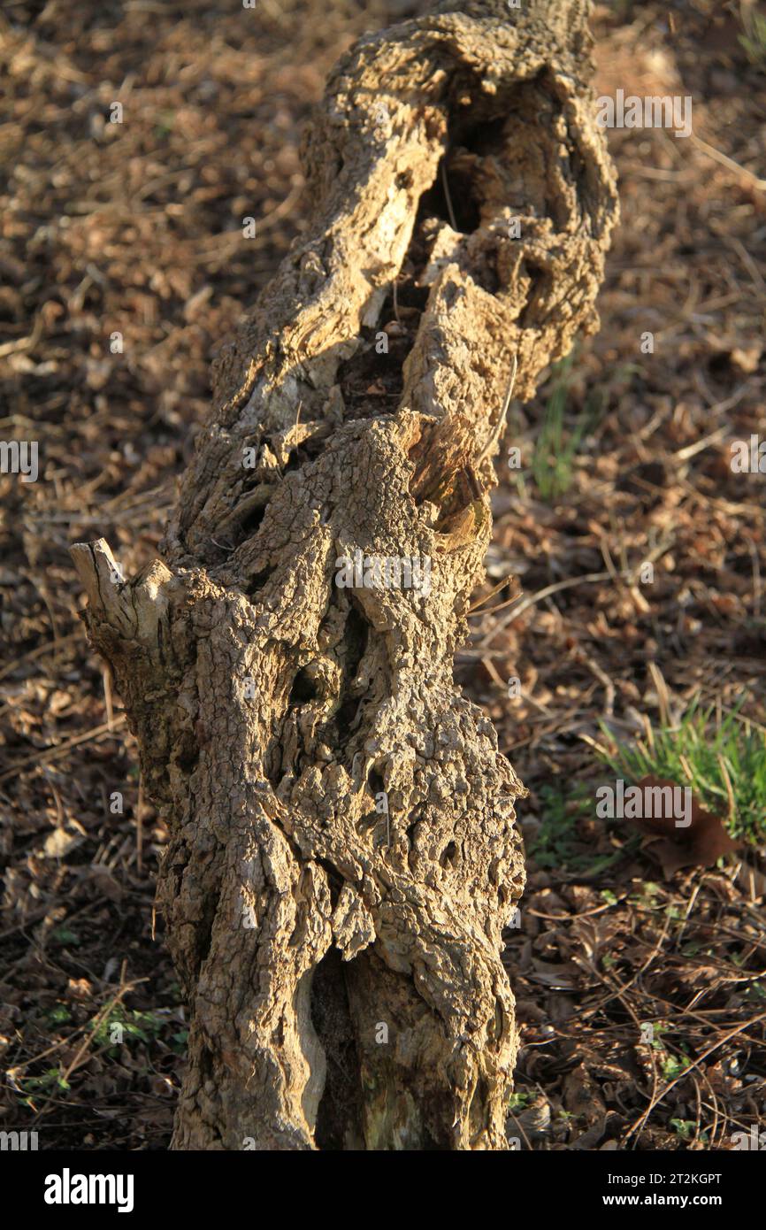 Rotten yard hi-res stock photography and images - Alamy