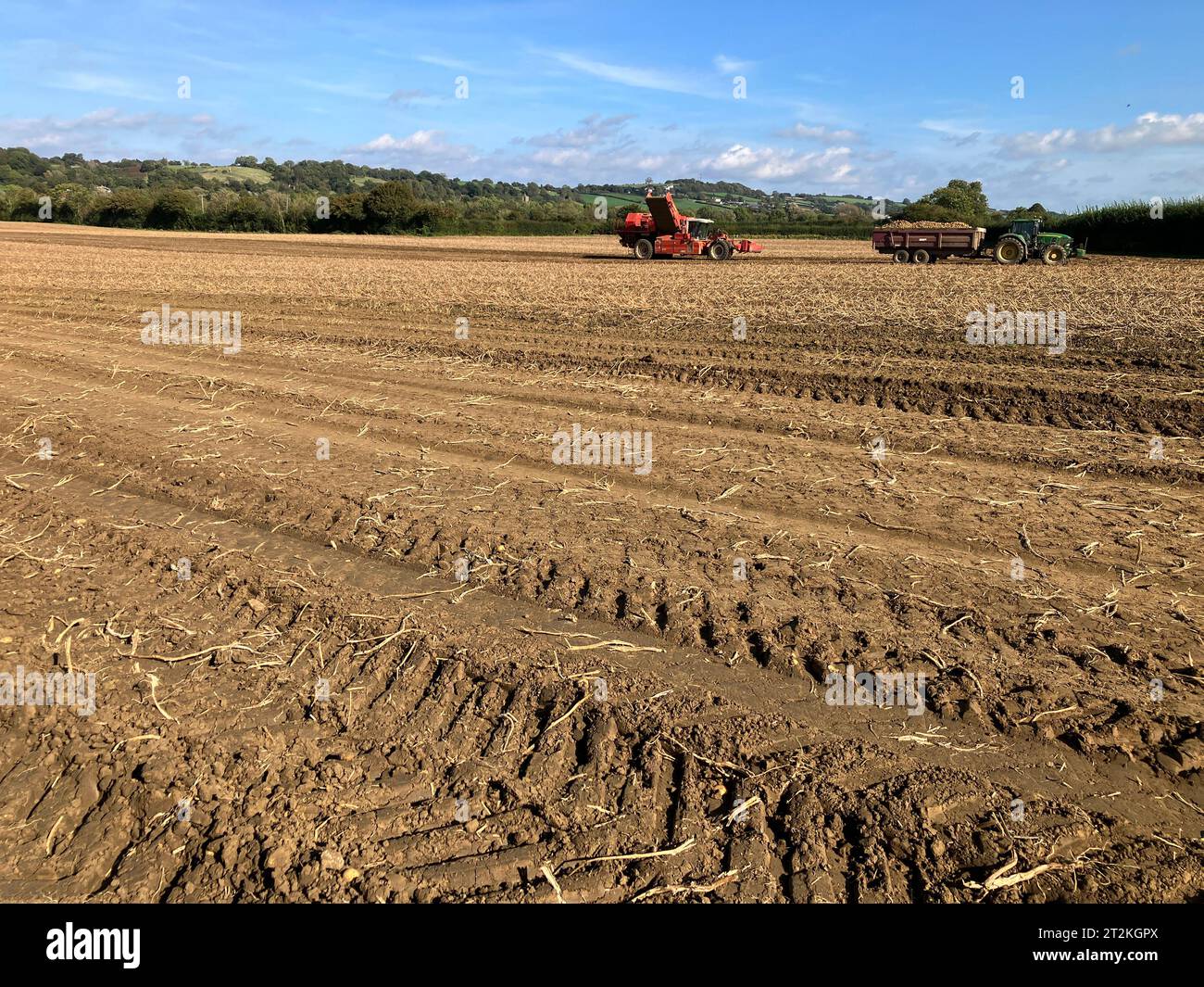 Tractor tyre tracks in potato field during harvest. Potato harvester ...