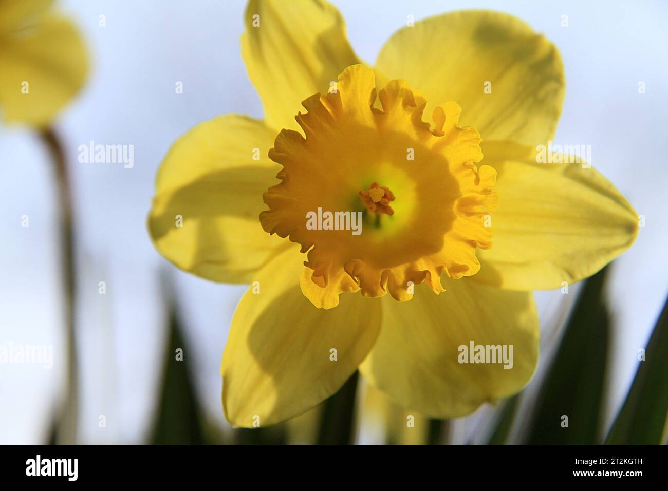 Daffodil species close up hi-res stock photography and images - Alamy