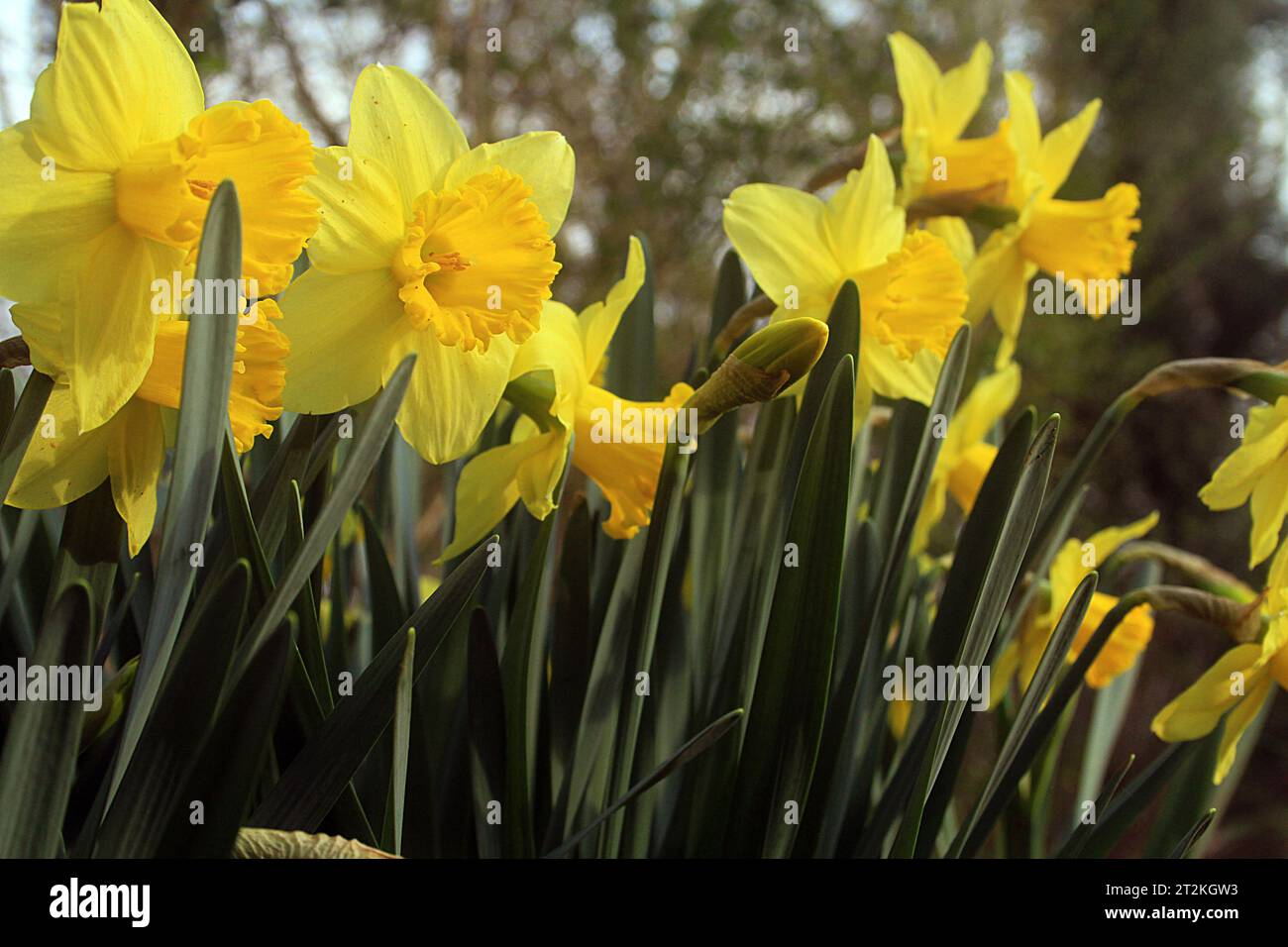 Soft daffodil close up hi-res stock photography and images - Alamy
