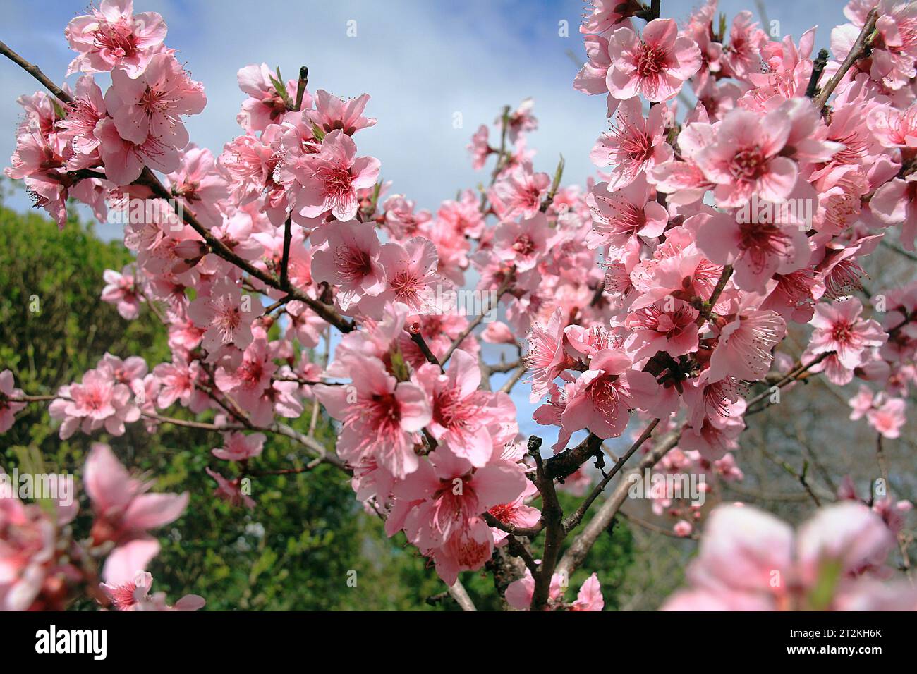 Peach tree blossom Stock Photo - Alamy