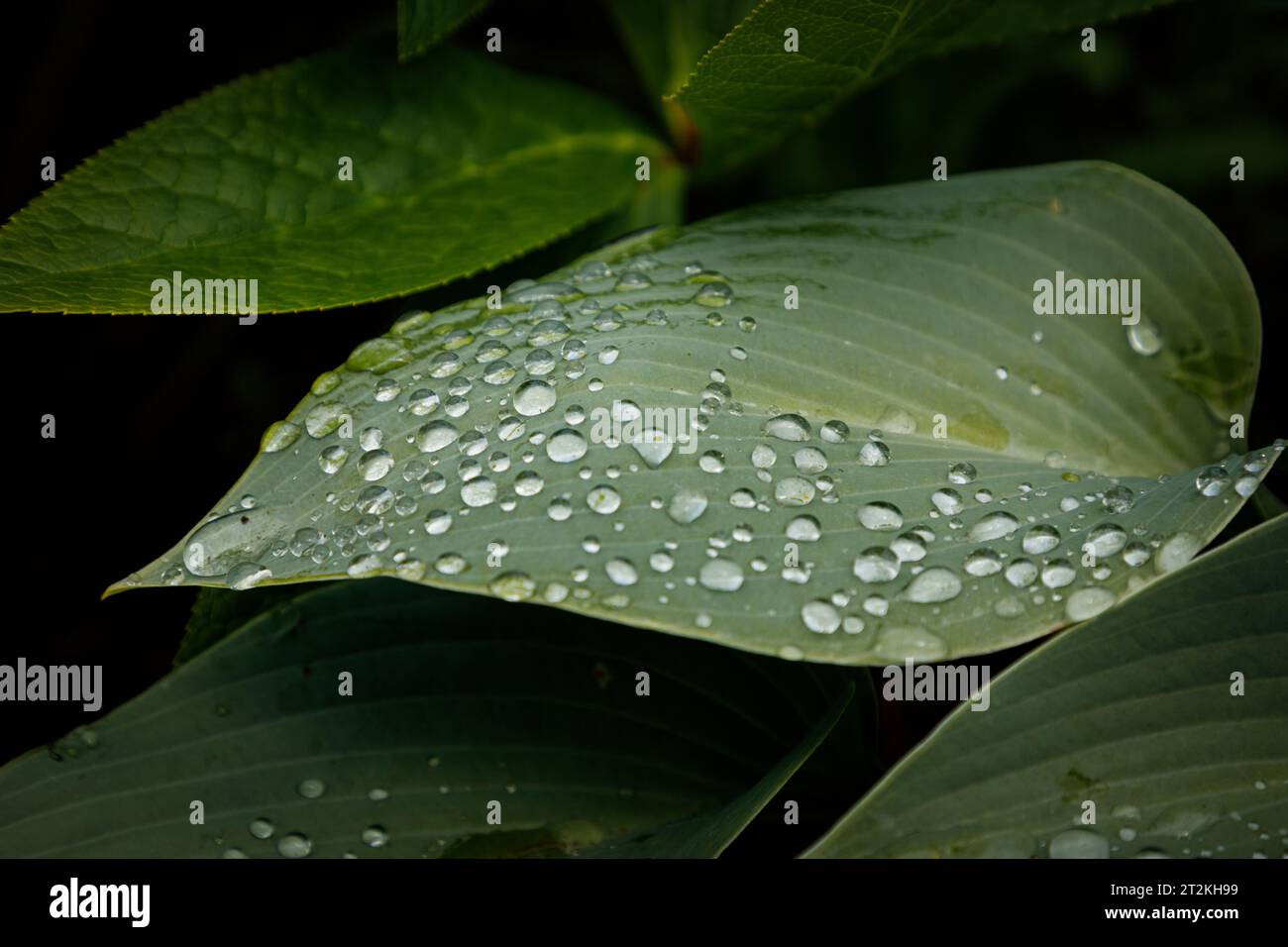 morning dew on leaves in a garden Stock Photo - Alamy