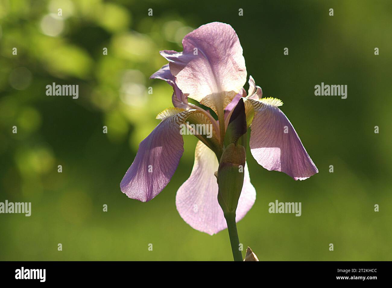 Iris bloom close up hi-res stock photography and images - Alamy