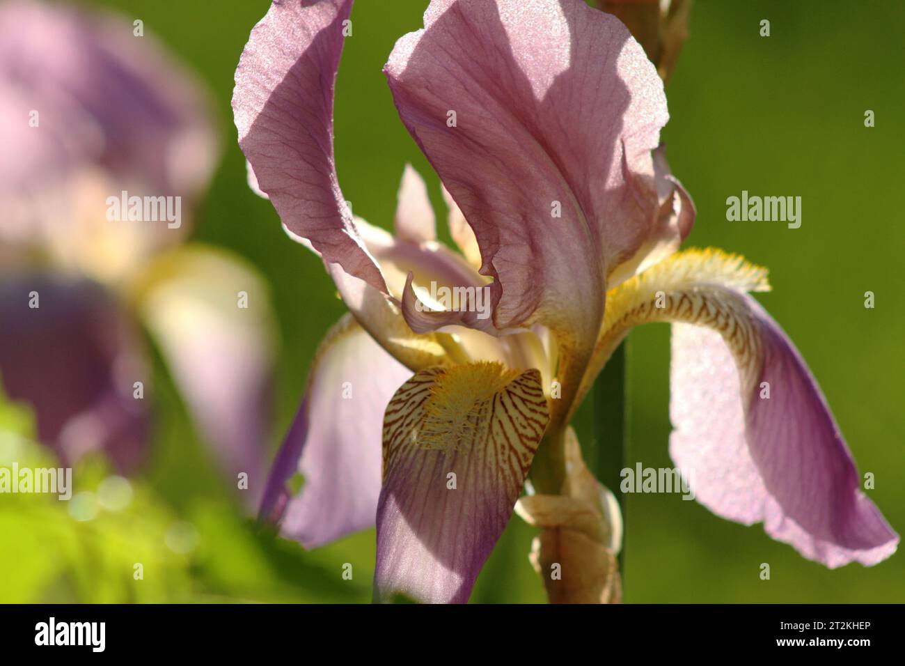 Iris bloom close up hi-res stock photography and images - Alamy