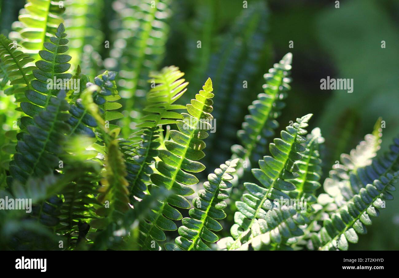 Alpine Water Fern, blechnum penna-marina Stock Photo - Alamy