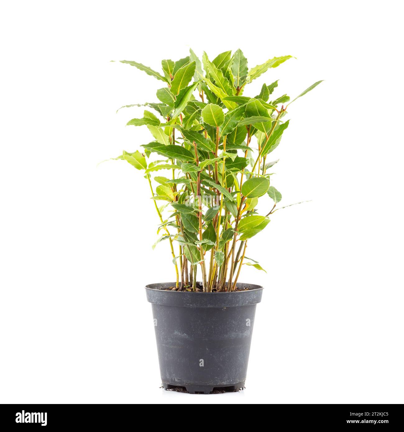 Small laurel tree in flower pot isolated on white background. Closeup ...