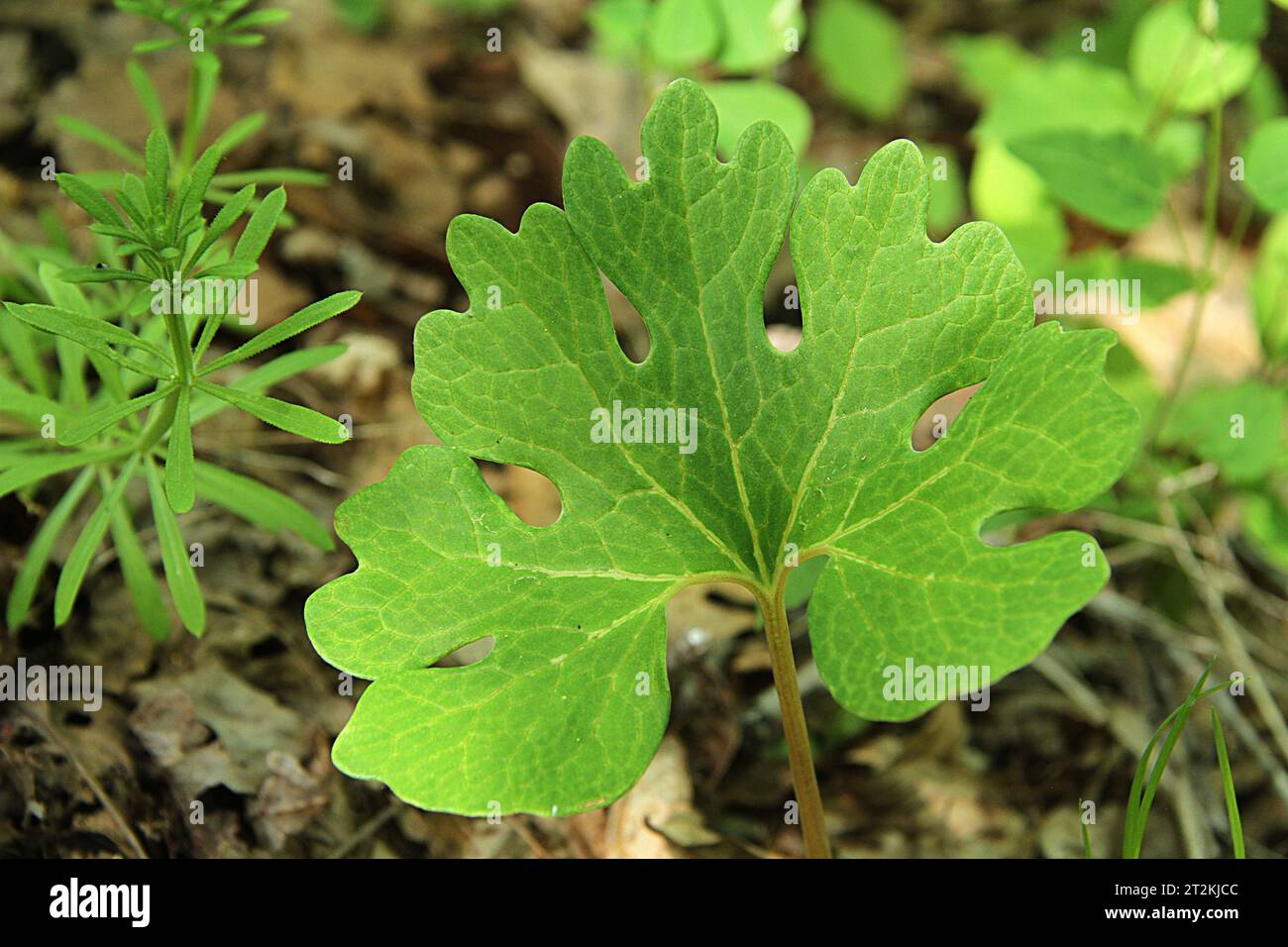 Close-up of a leaf of Sanguinaria canadensis (bloodroot) in Virginia ...
