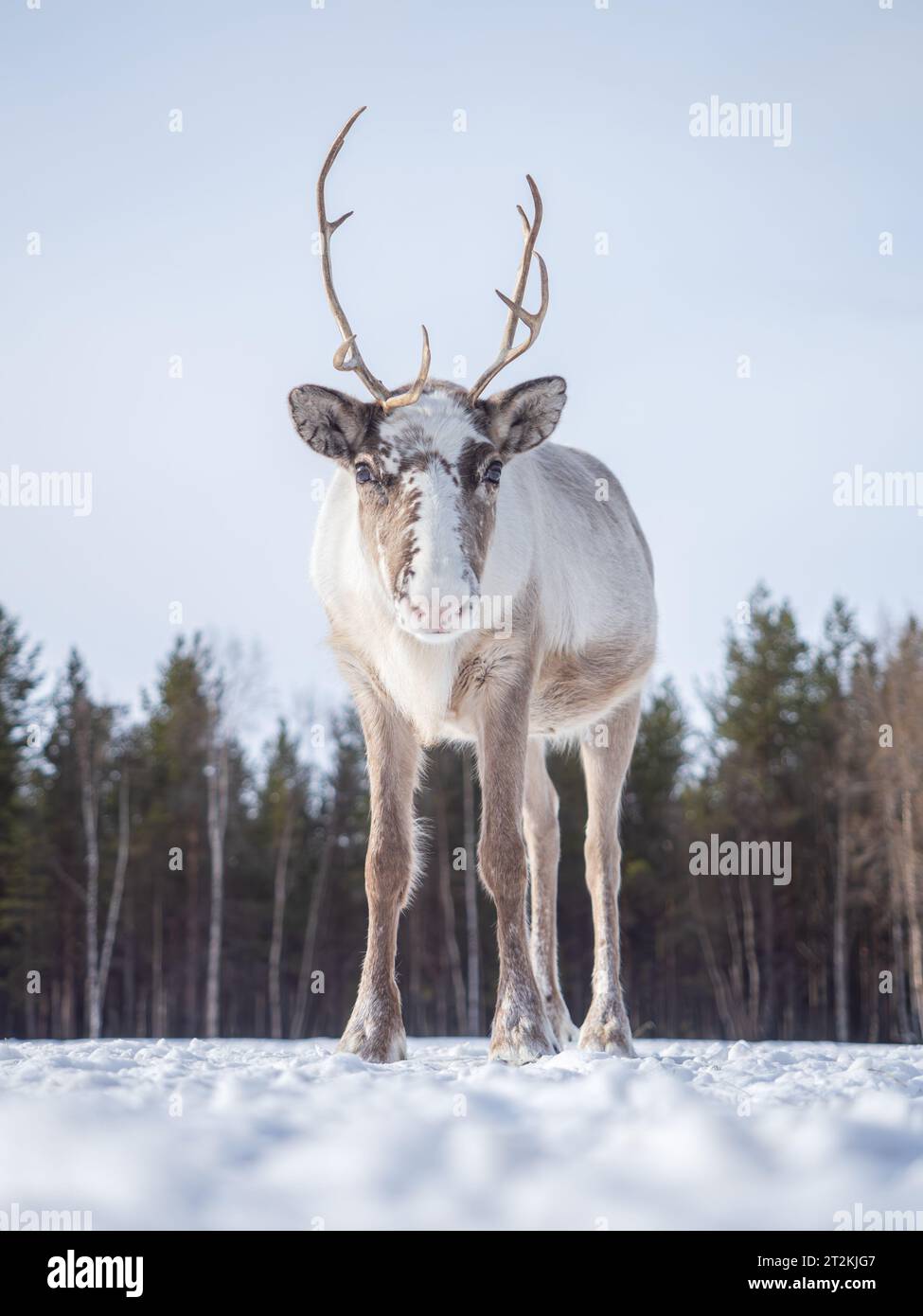 Finnish forest reindeer hi-res stock photography and images - Alamy