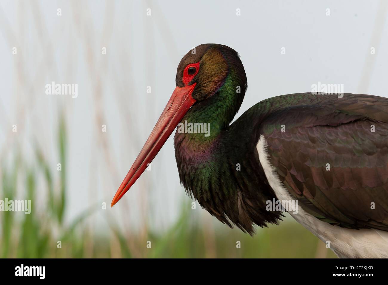 Adult Black Stork, Ciconia nigra, in wetland in Hungary during spring ...