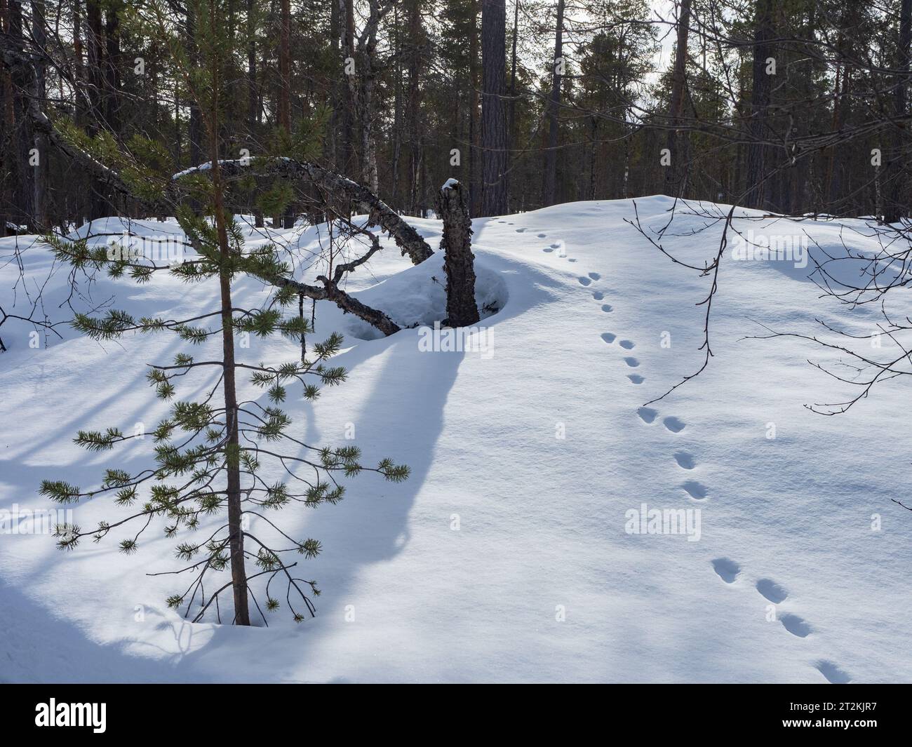 Animal footprints in the snow in the forest hi-res stock photography ...