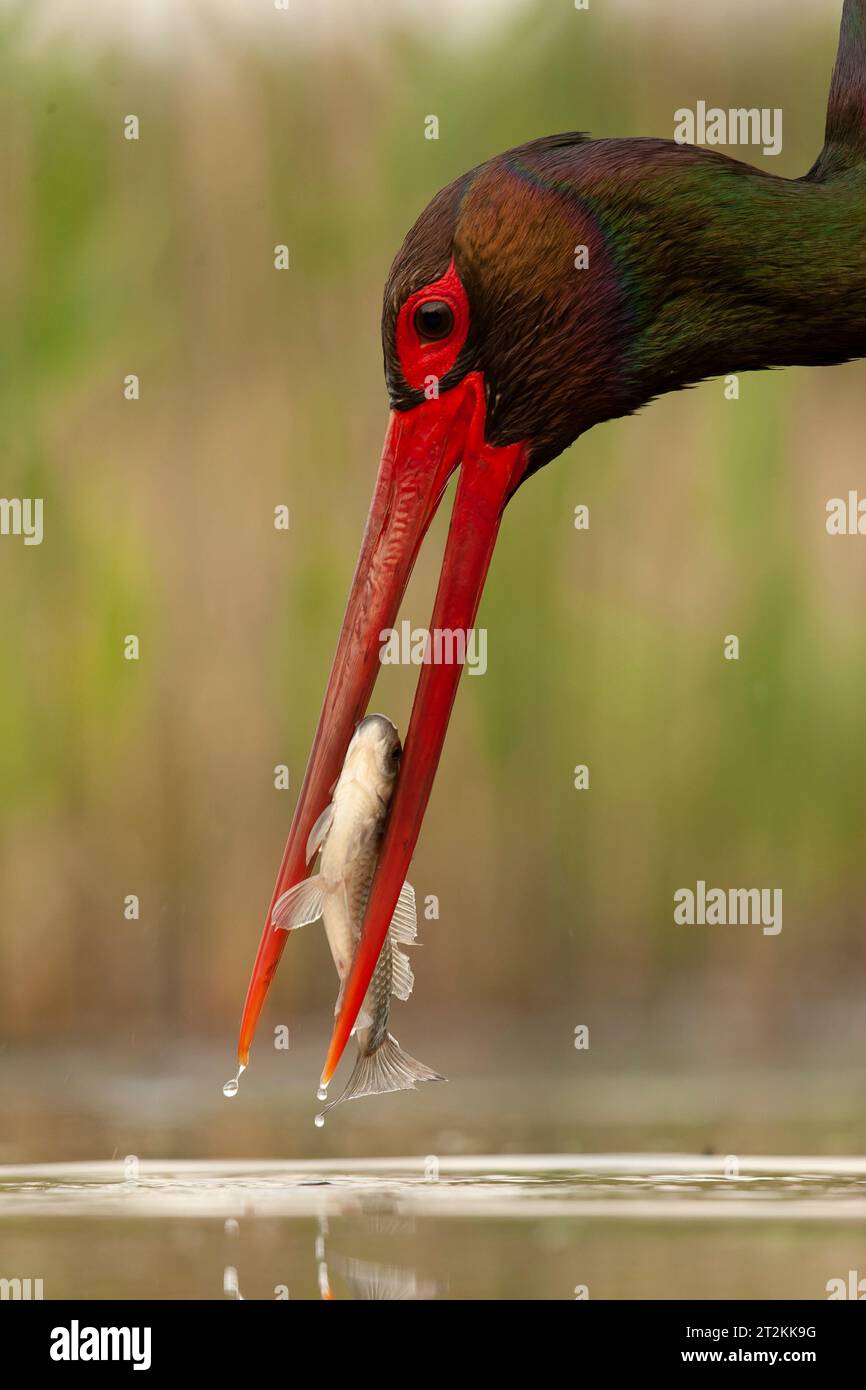 Adult Black Stork, Ciconia nigra, in wetland in Hungary during spring ...