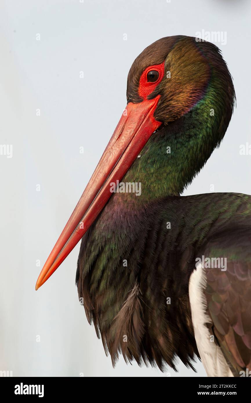 Adult Black Stork, Ciconia nigra, in wetland in Hungary during spring ...