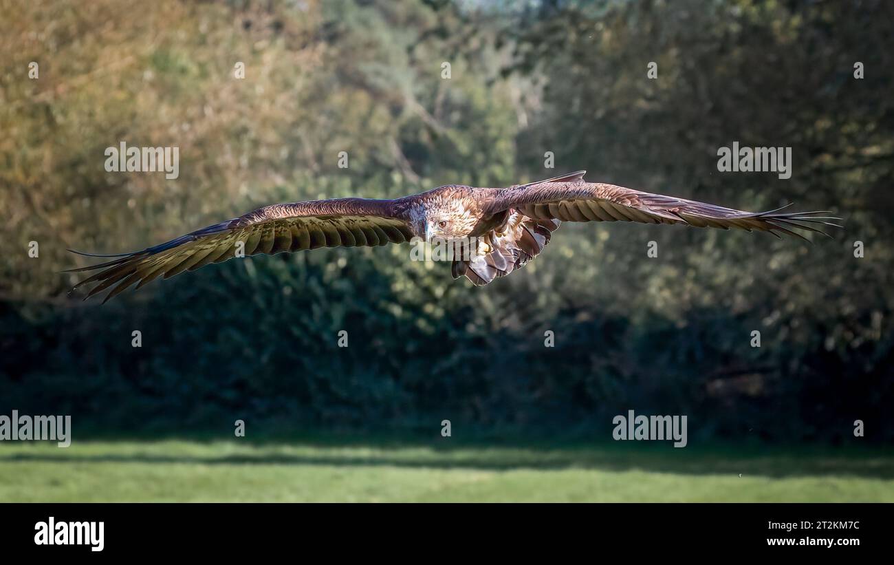 a beautiful golden eagle, Aquila chrysaetos, captured in flight. set ...