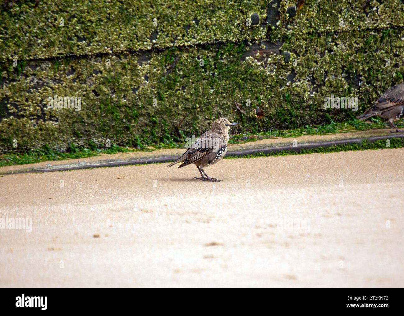 The European starling is a medium-sized passerine bird in the starling ...