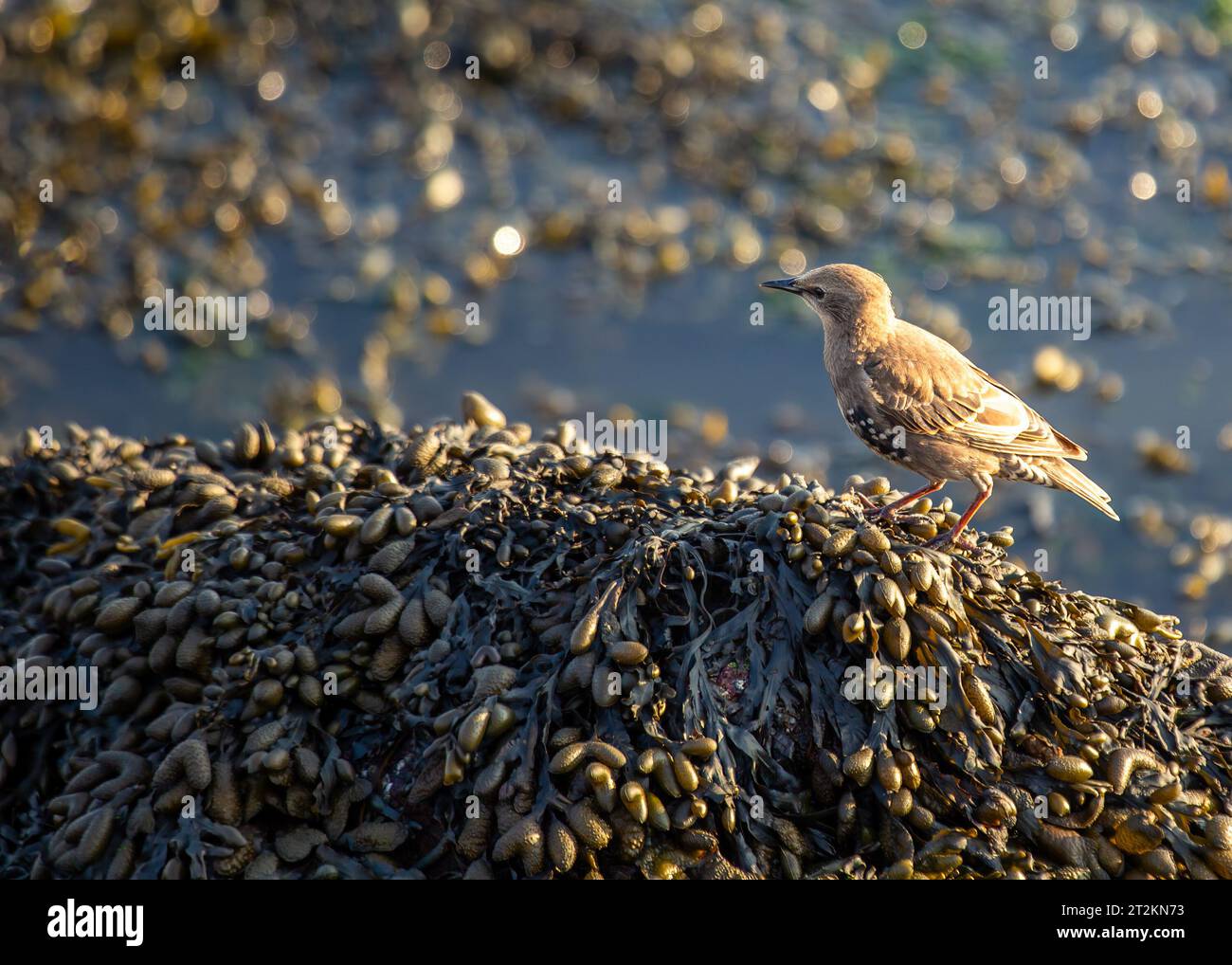 The European starling is a medium-sized passerine bird in the starling ...